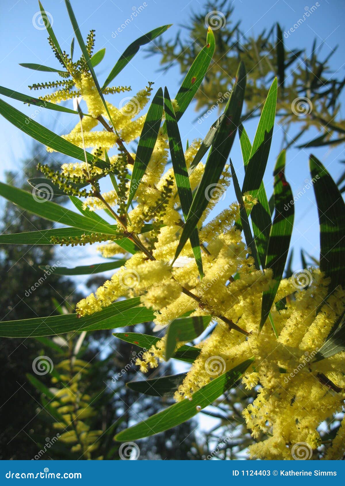 Australian Wattle Tree in Bloom Stock Image - Image of australian ...