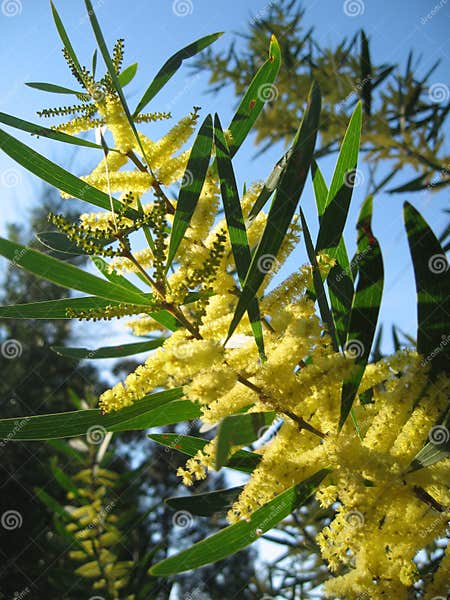 Australian Wattle Tree in Bloom Stock Image - Image of australian ...