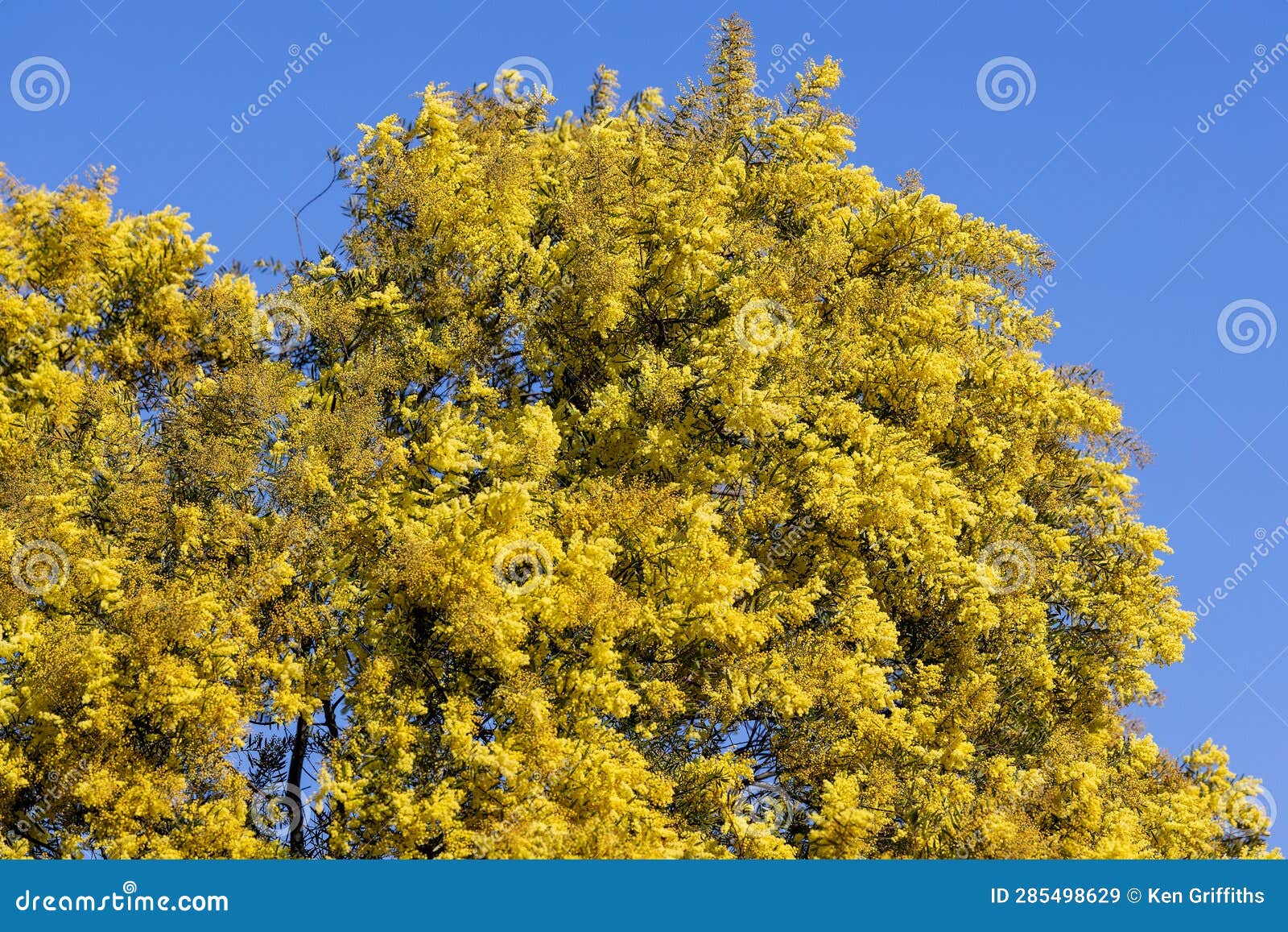 Australian Wattle Tree in Flower Stock Image - Image of australia ...