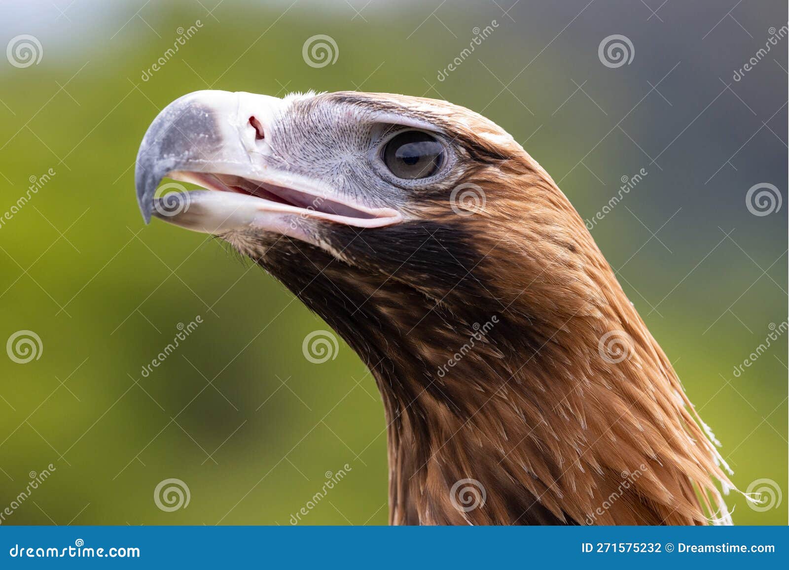 Australian Wedge-tailed Eagle Stock Photo - Image of eagle, australian ...