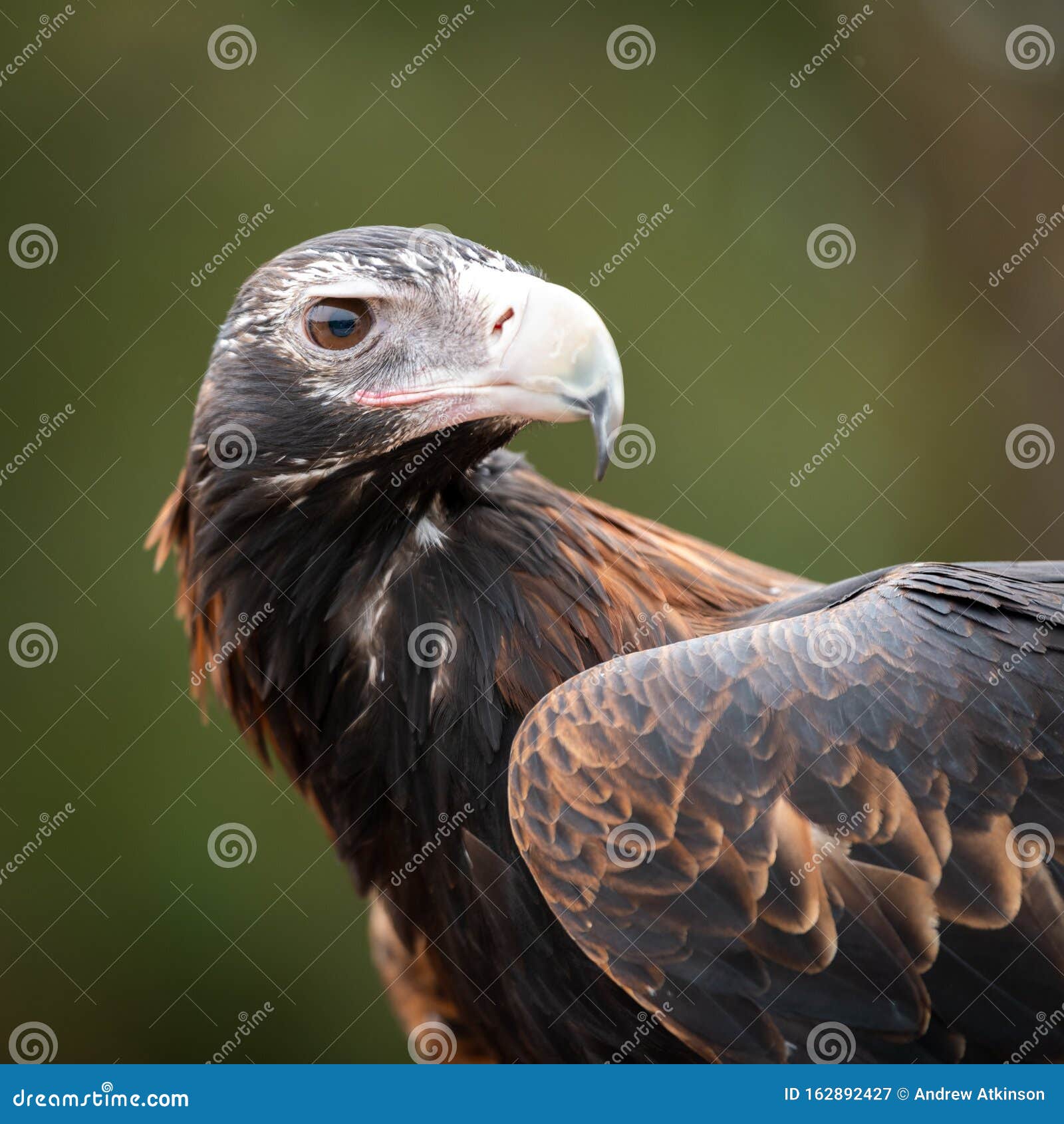 Australian Wedge Tailed Eagle - Close Up Profile Shot of Head, Face and ...