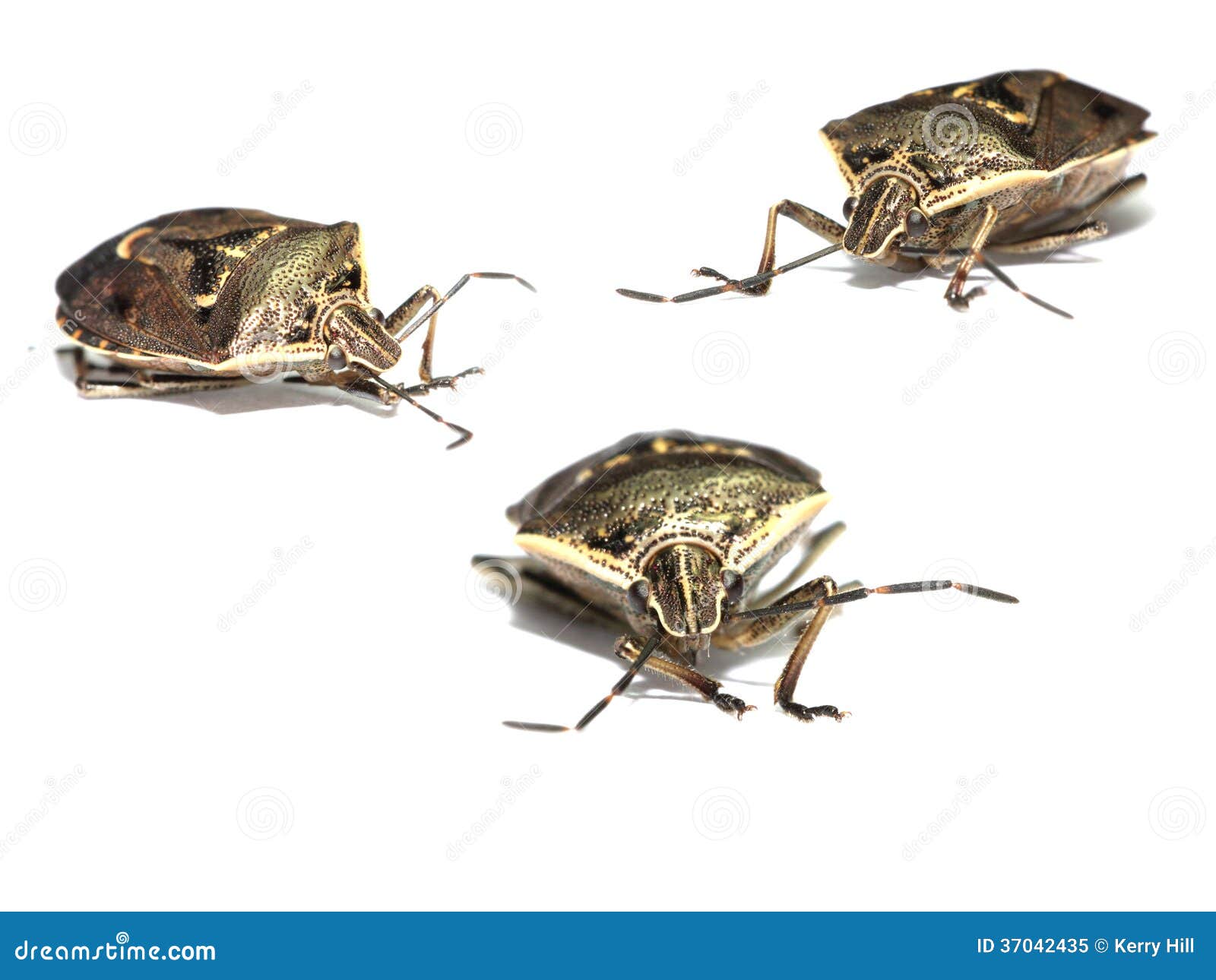 Australian Weevils stock image. Image of magnification - 37042435