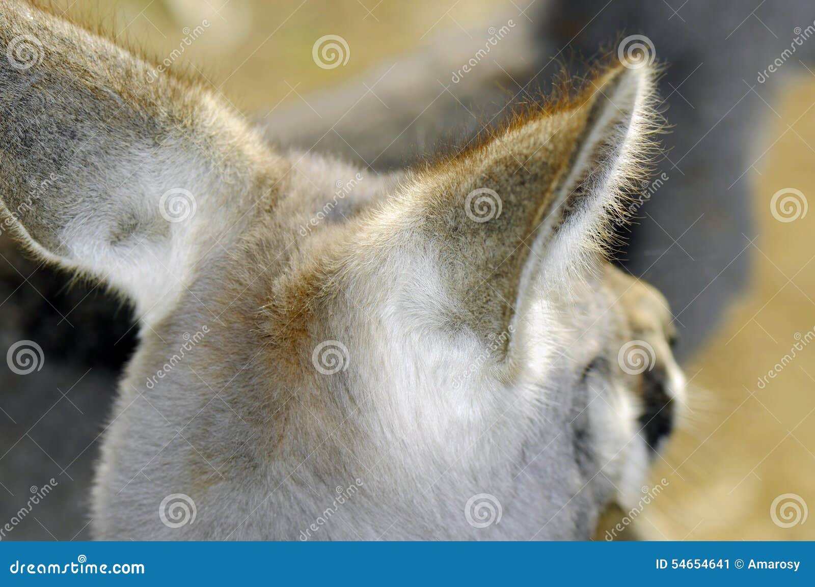 Australian Western Grey Kangaroo in Natural Setting. Stock Image ...