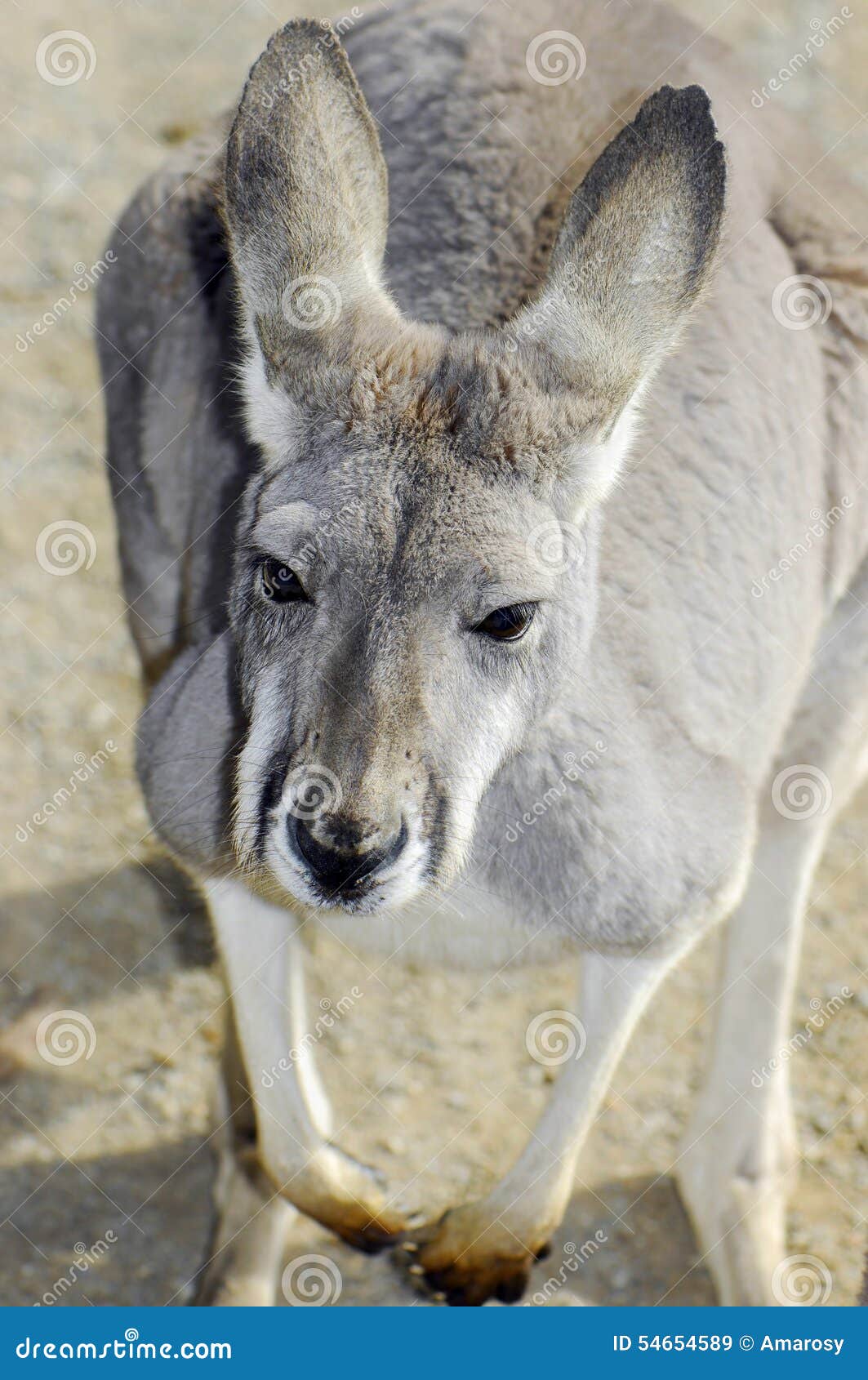 Australian Western Grey Kangaroo in Natural Setting. Stock Image ...
