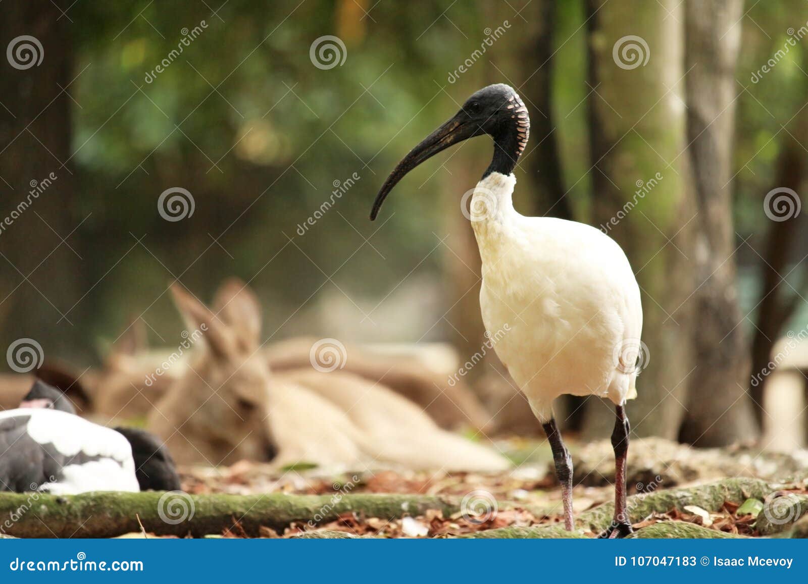 Australian white ibis stock image. Image of grey, dark - 107047183