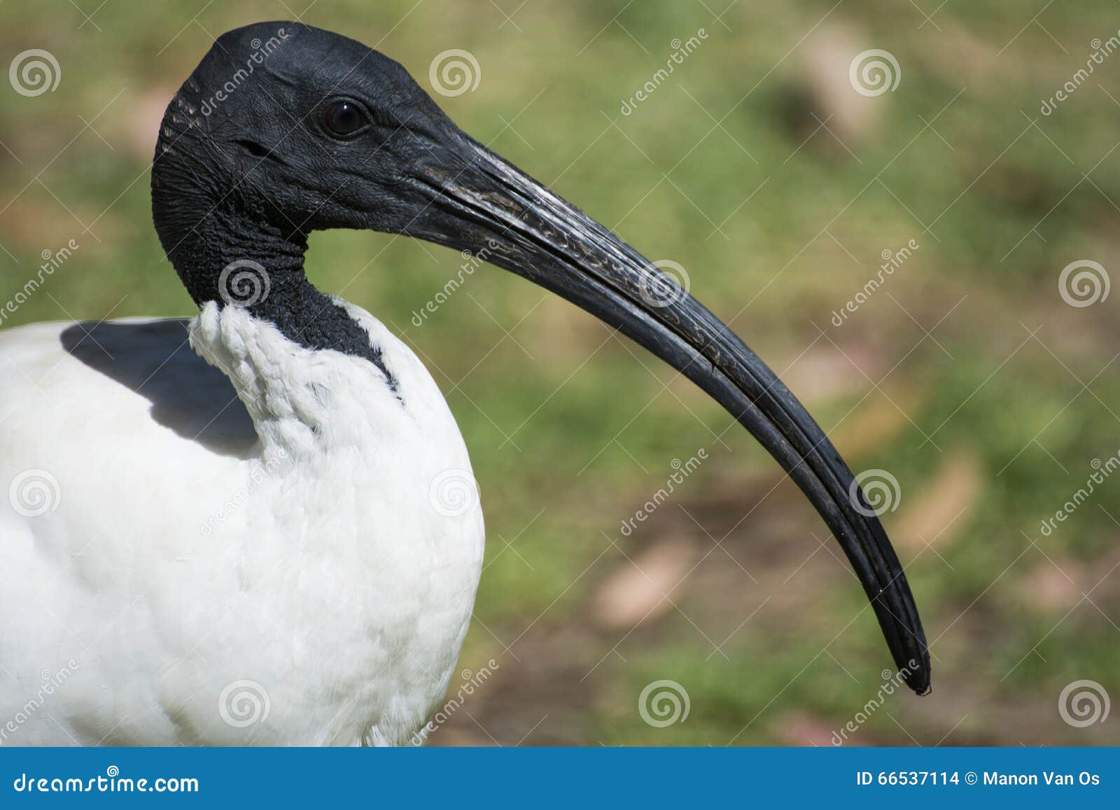 Australian White Ibis bird stock photo. Image of melbourne - 66537114