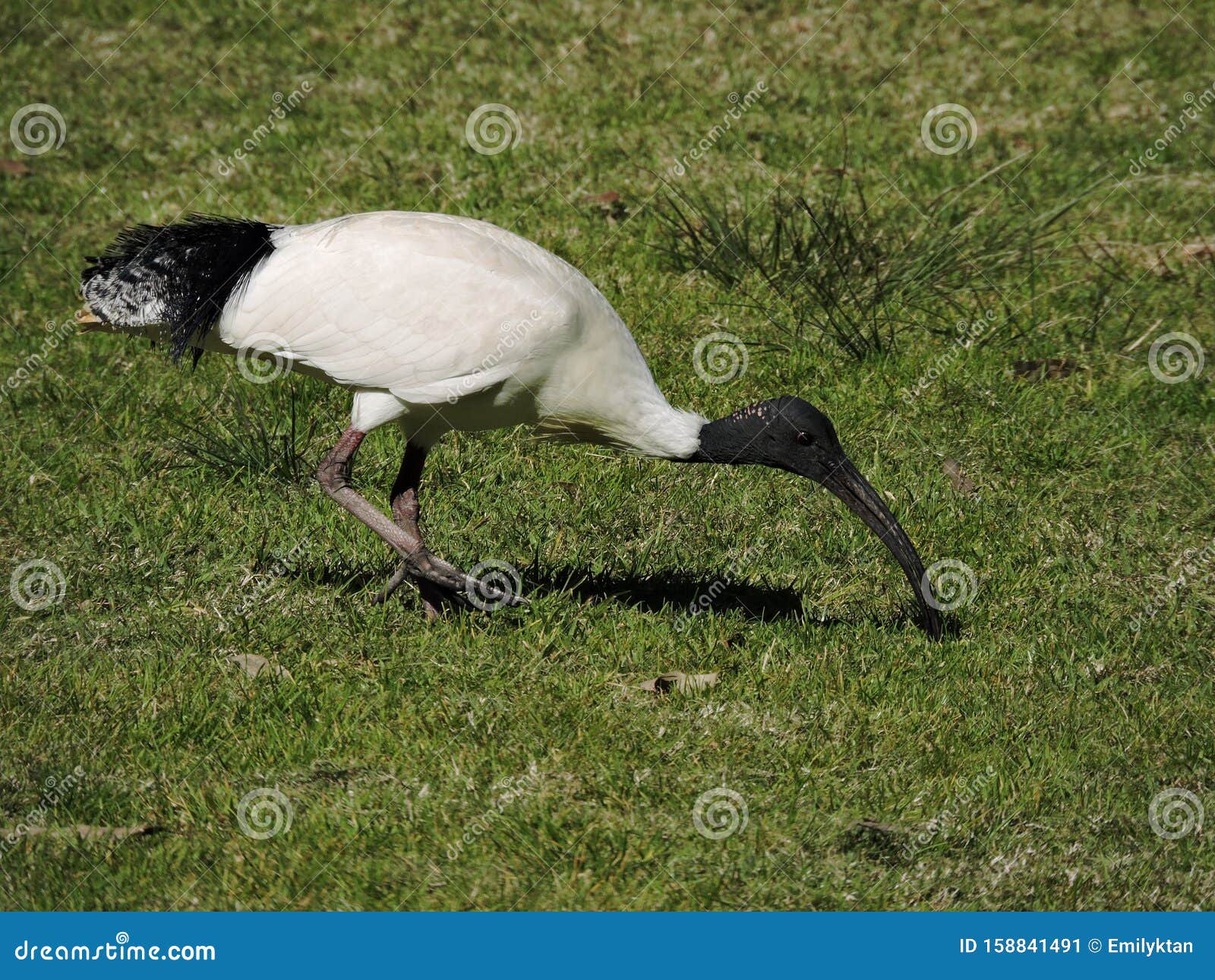 Australian White Ibis Digging in the Grass Stock Image - Image of beak ...