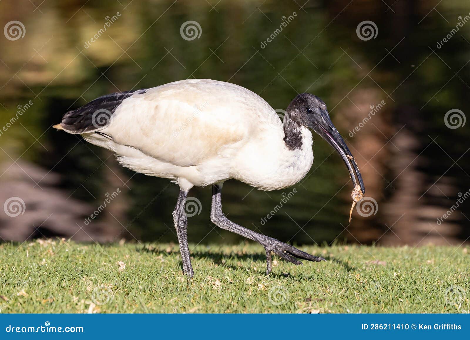 Australian White ibis stock photo. Image of food, australia - 286211410