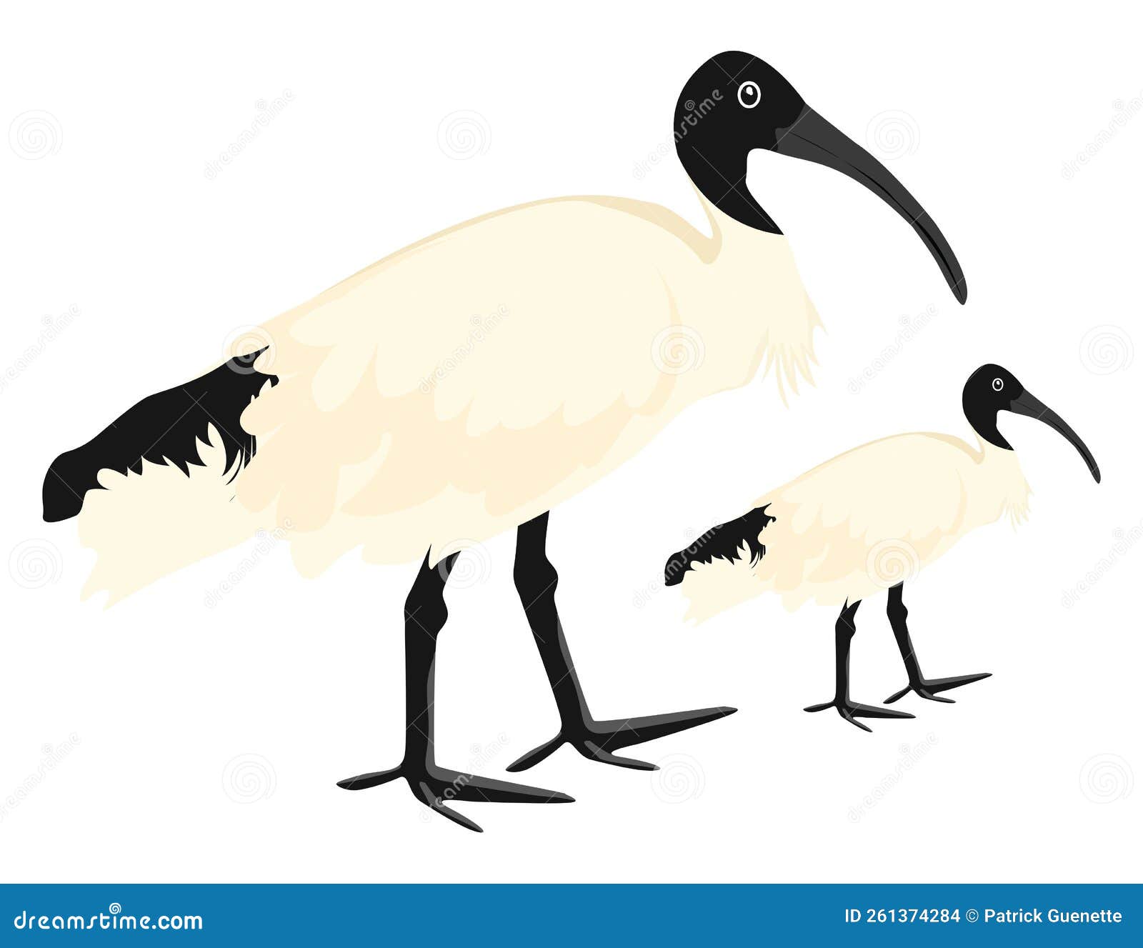 Australian White Ibis, Icon Stock Vector - Illustration of wildlife ...