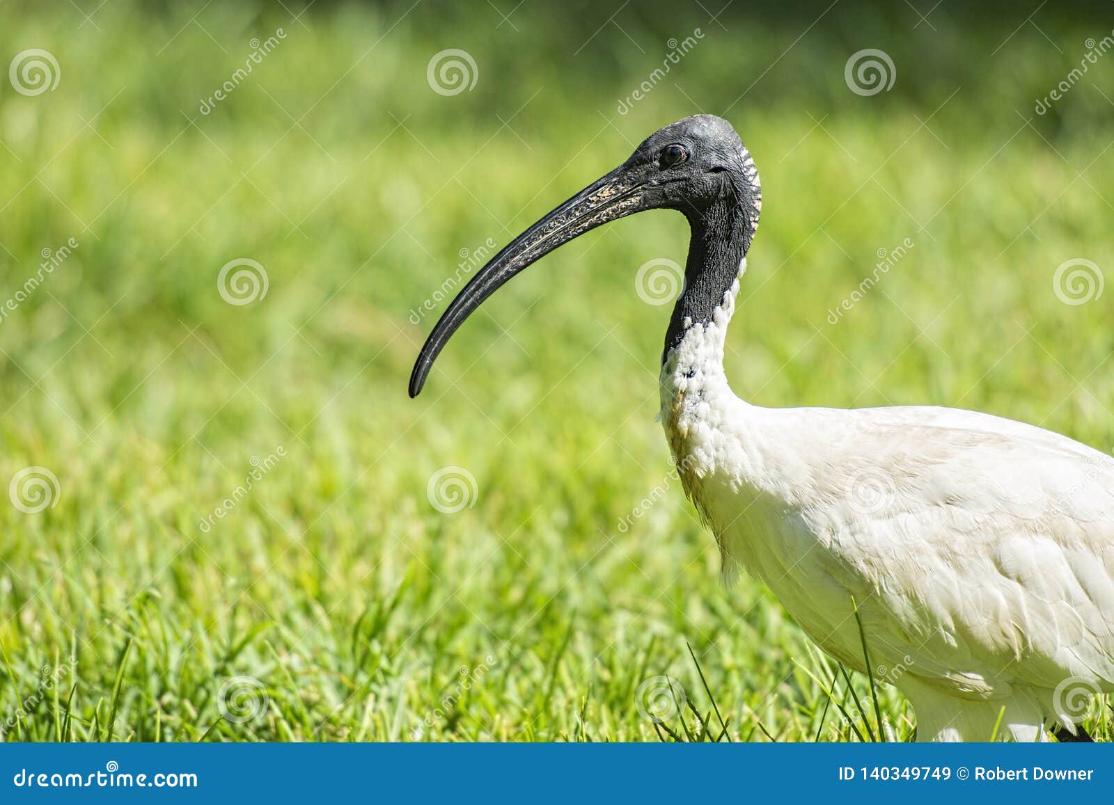 Australian White Ibis stock image. Image of animal, black - 140349749
