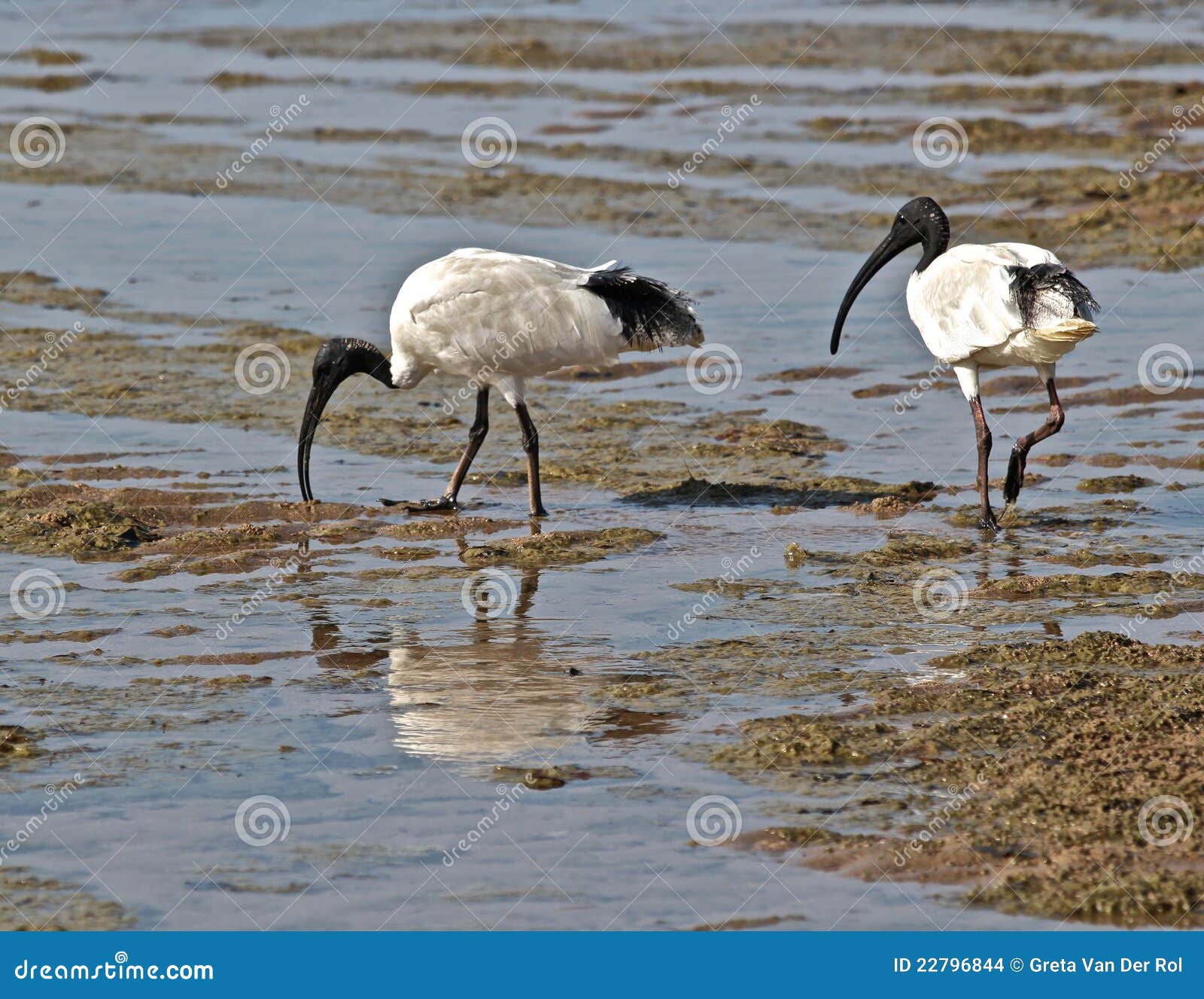 Australian White Ibis Scavenger for Food Stock Photo - Image of ...
