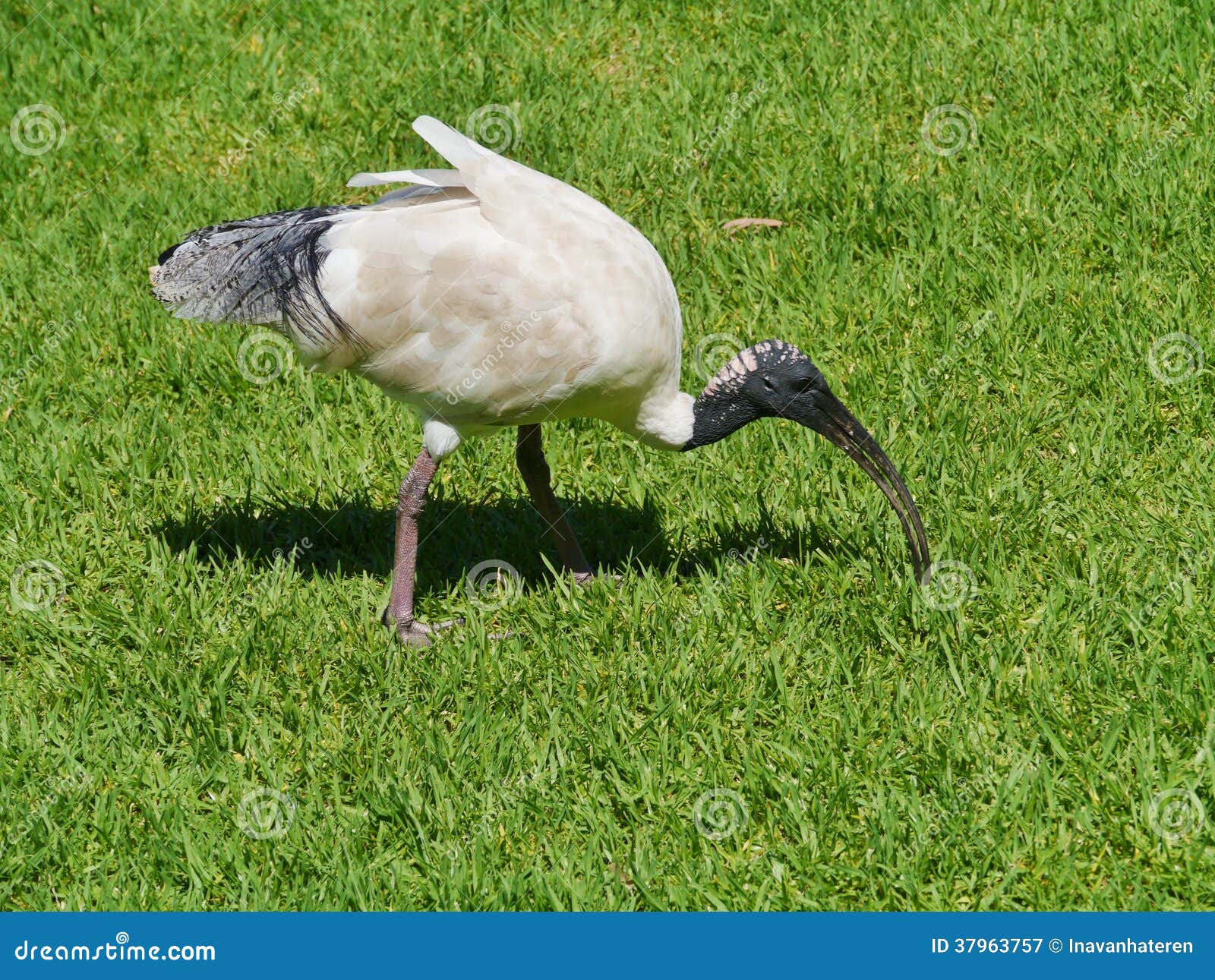 The Australian White Ibis in an Urban Park Stock Image - Image of ...