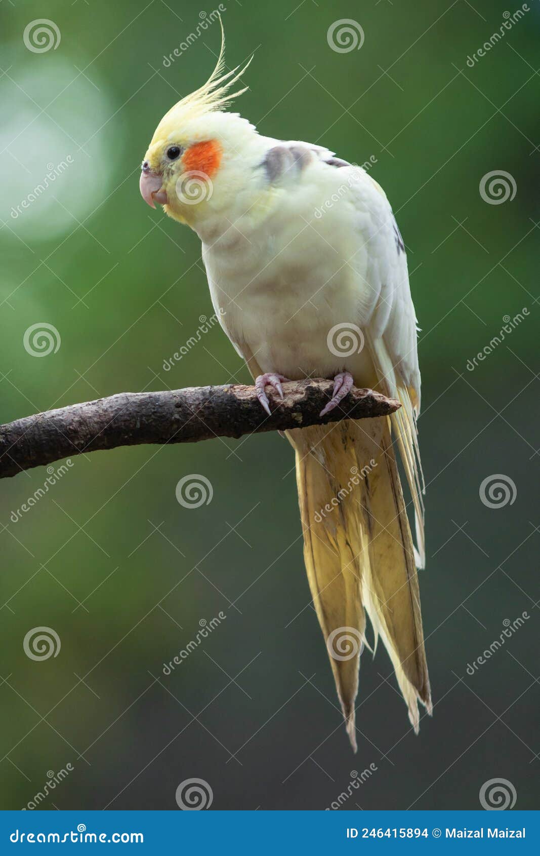 Beauty Australian White Parakeet Stock Photo - Image of beautiful ...