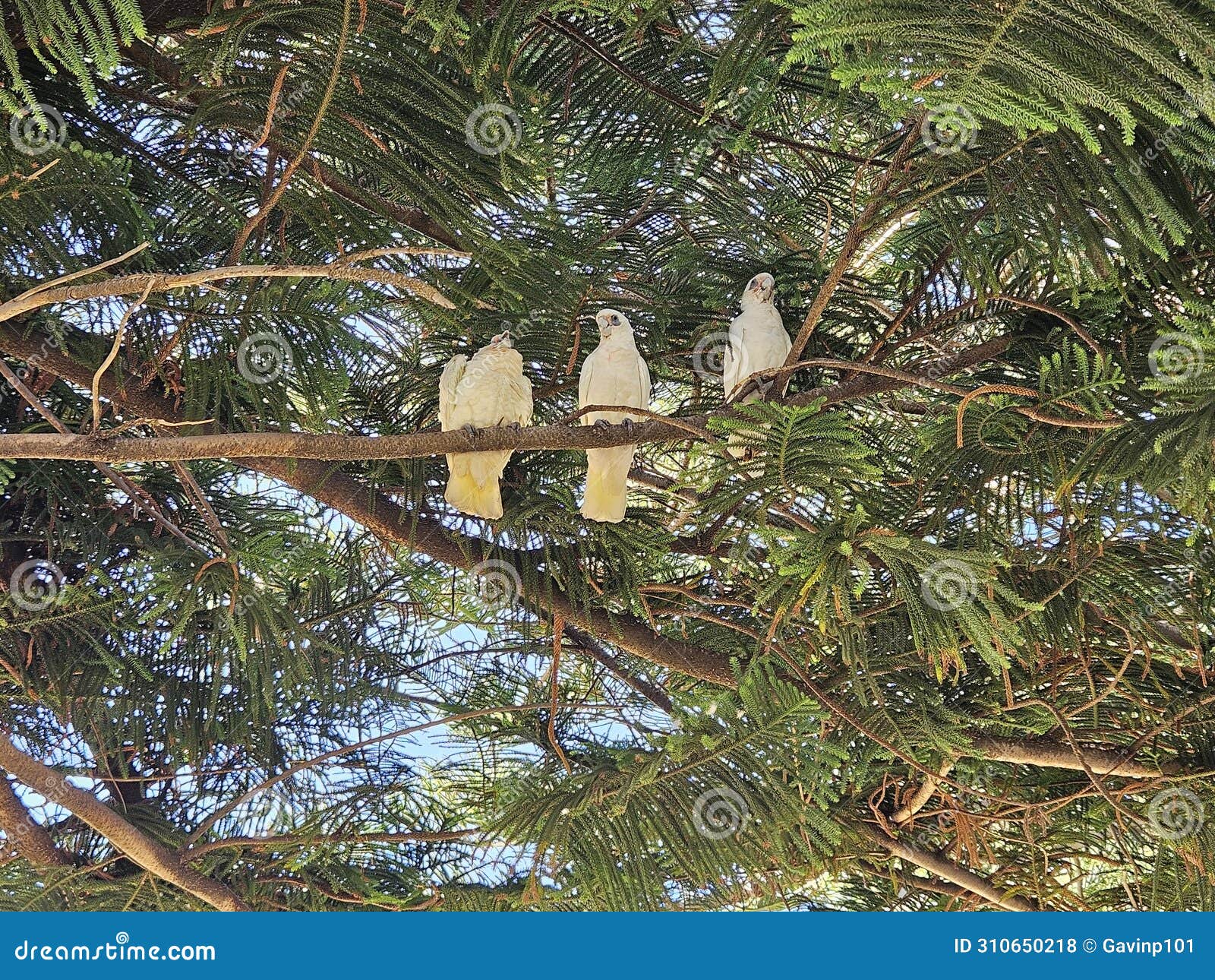 Australian White Yellow Crested Parrot Cockatoo in a Pine Conifer Tree ...