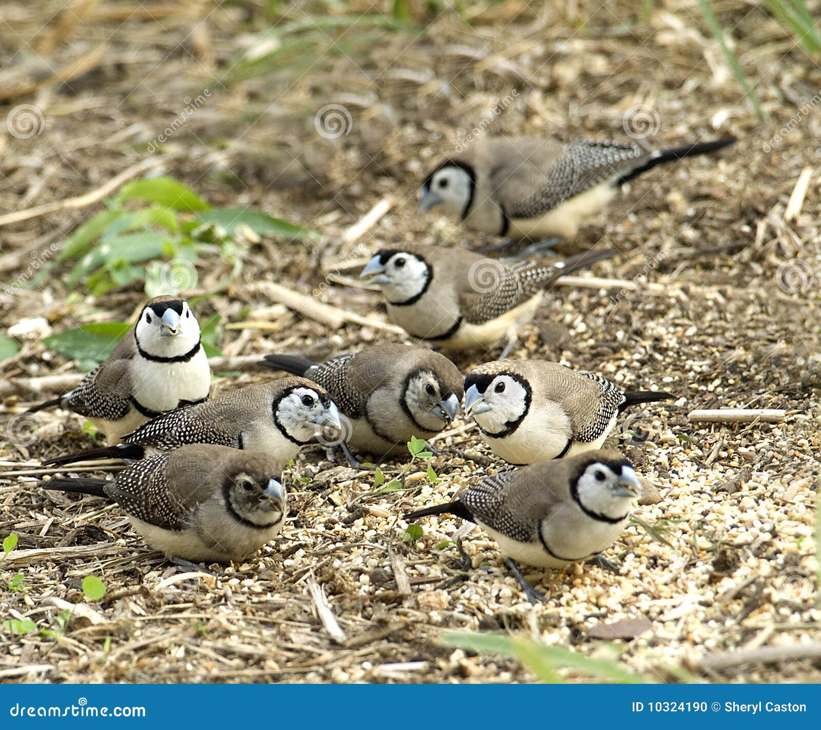 Australian Widlife Double Bar Finches Stock Photo - Image of double ...