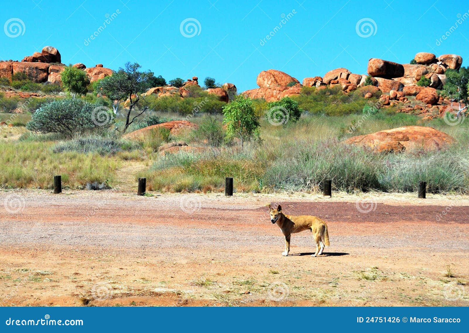 Australian wild dingo stock photo. Image of rocks, dangerous - 24751426