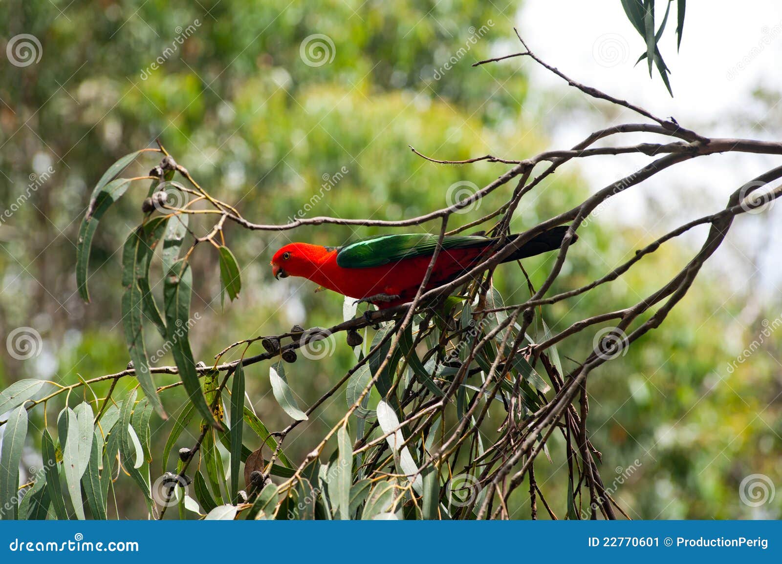 Australian Wild Parrot in the Nature Stock Image - Image of outdoors ...