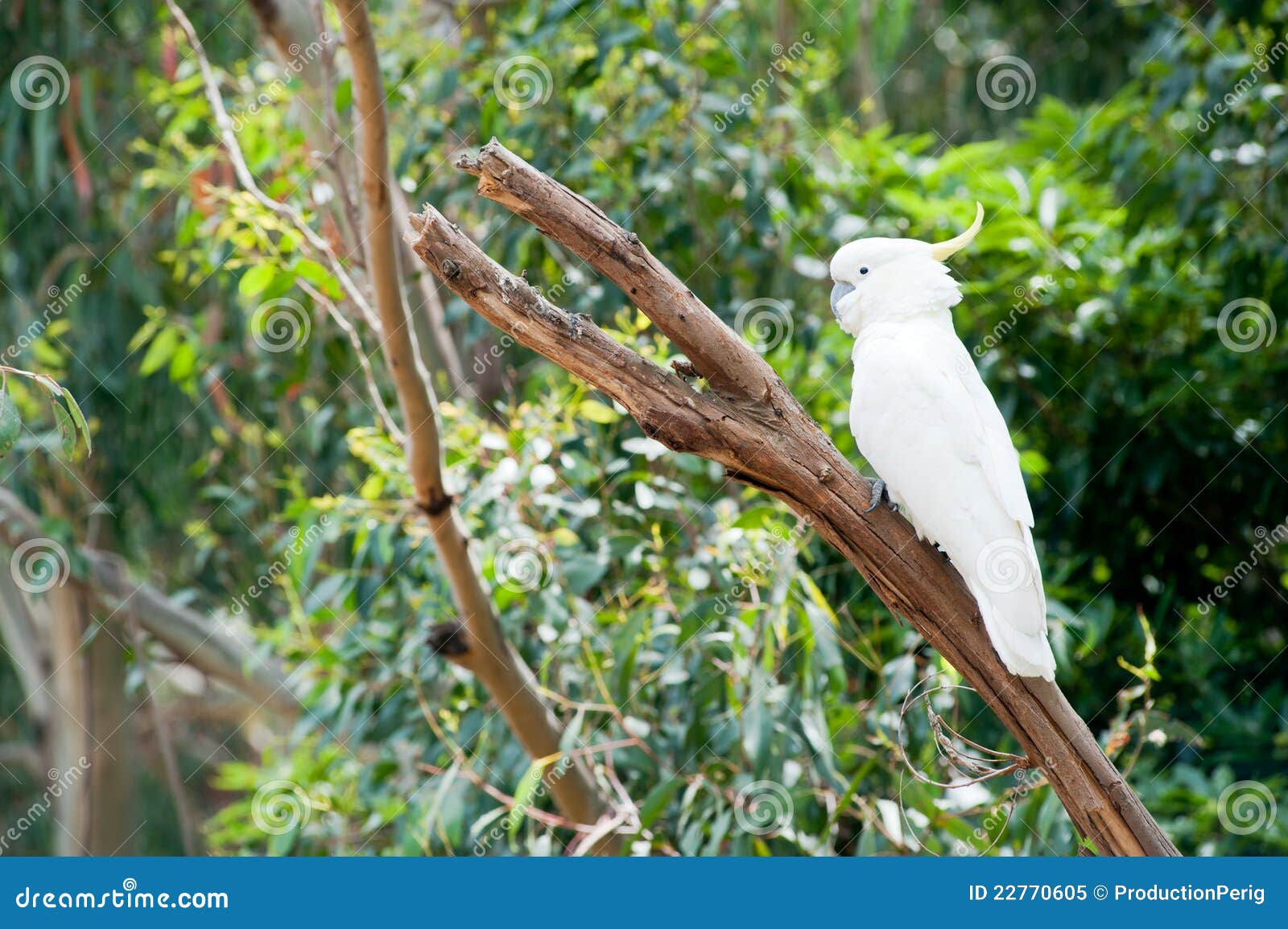 Australian Wild Parrot in the Nature Stock Image - Image of parakeet ...