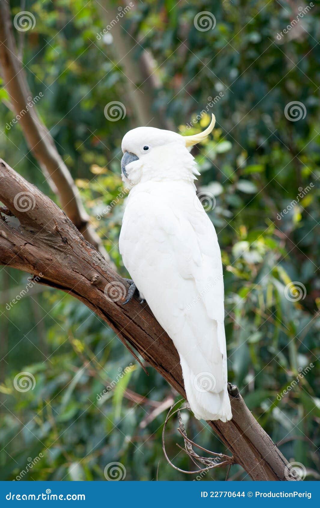 Australian Wild Parrot in the Nature Stock Photo - Image of adorable ...