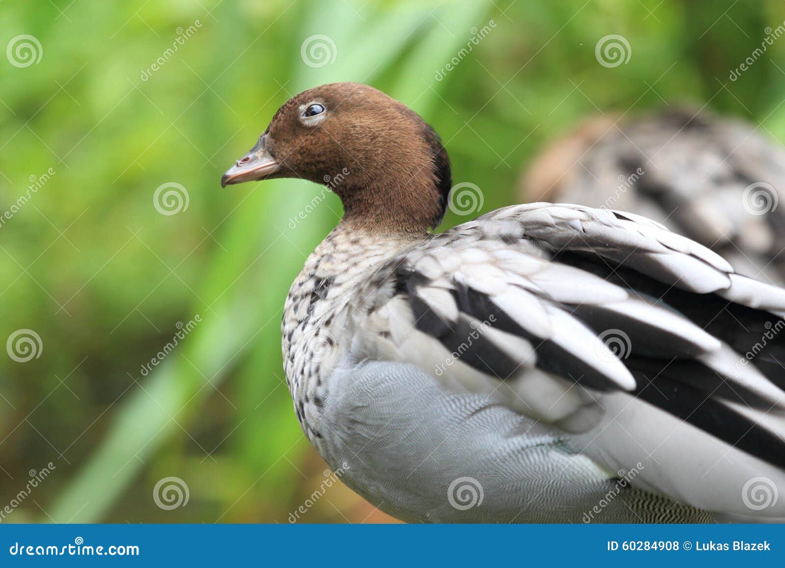 Australian wood duck stock photo. Image of dabbling, wood - 60284908