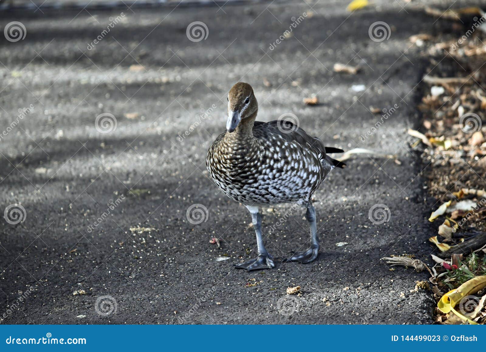 Australian wood maned duck stock image. Image of water - 144499023