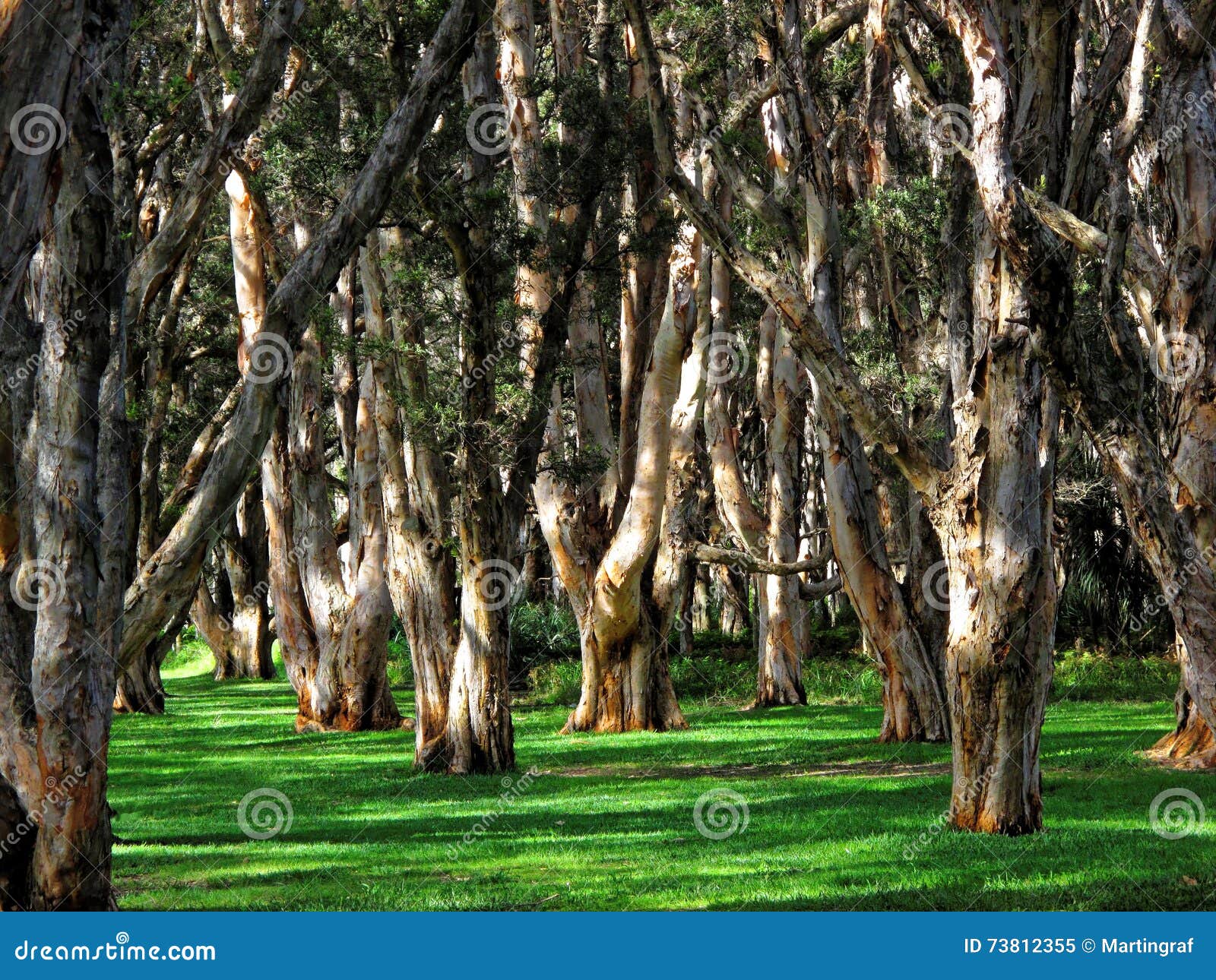 Australian Woodland Paperbark Trees in Sunlight Stock Image - Image of ...