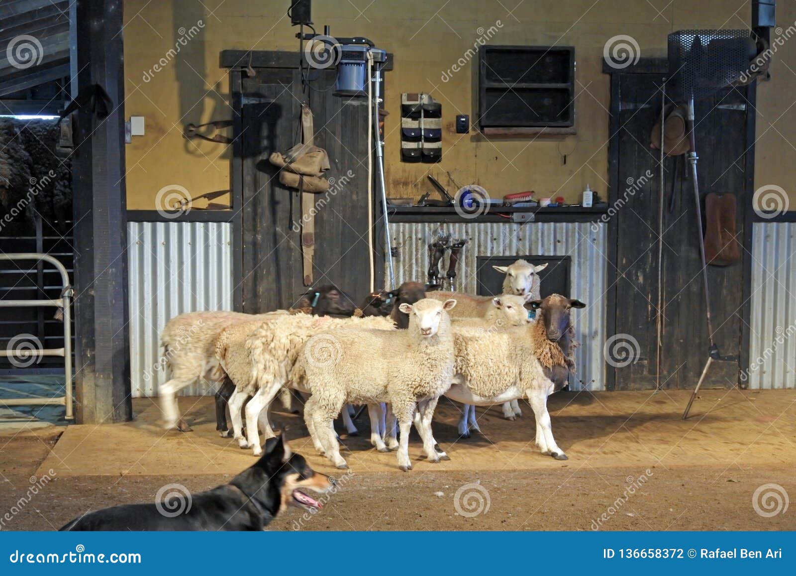Australian Working Sheep Dog and Sheep Flock Stock Photo - Image of ...