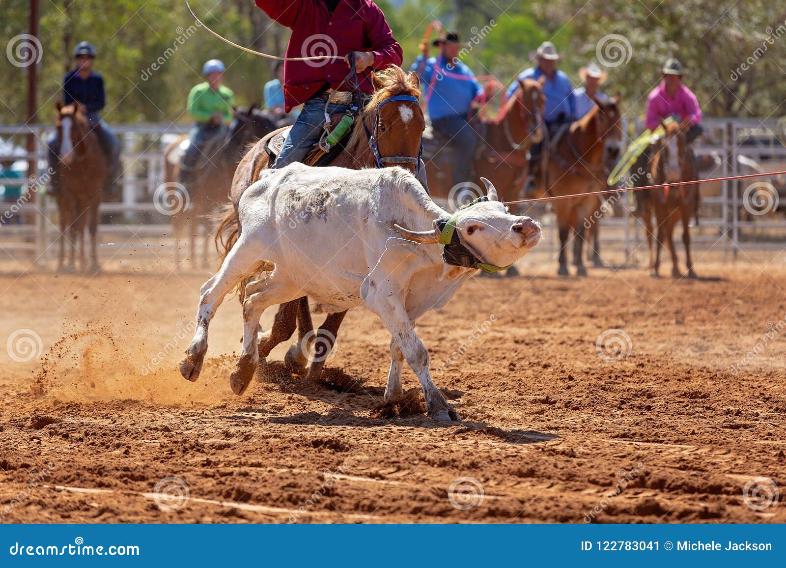 Australiano Team Calf Roping Rodeo Event Foto editorial - Imagen de ...