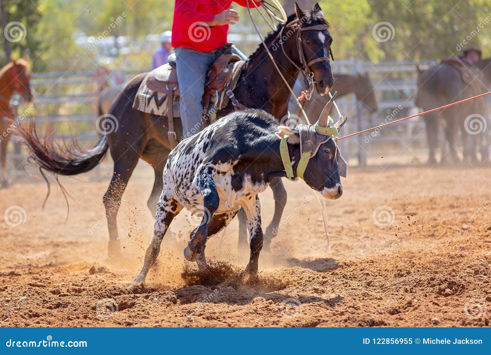 Australiano Team Calf Roping Rodeo Event Imagen editorial - Imagen de ...