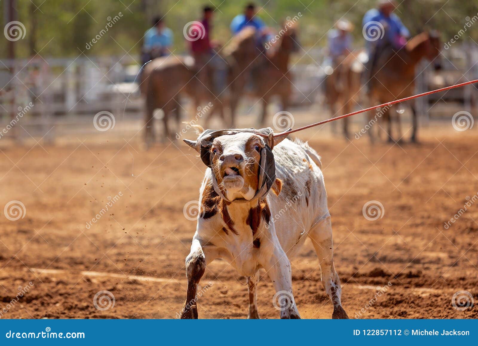 Australiano Team Calf Roping Rodeo Event Foto de archivo - Imagen de ...