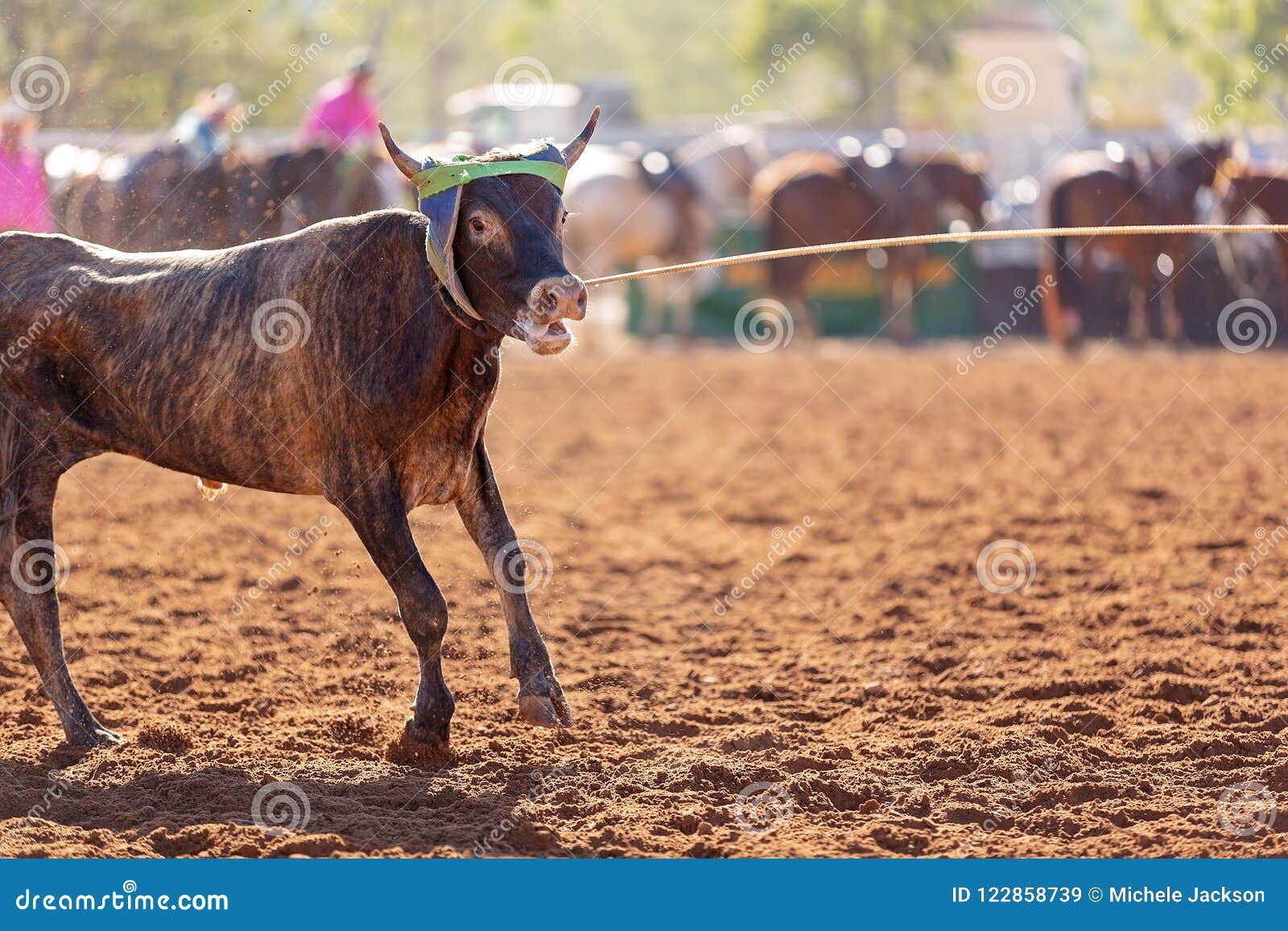 Australiano Team Calf Roping Rodeo Event Imagen de archivo - Imagen de ...