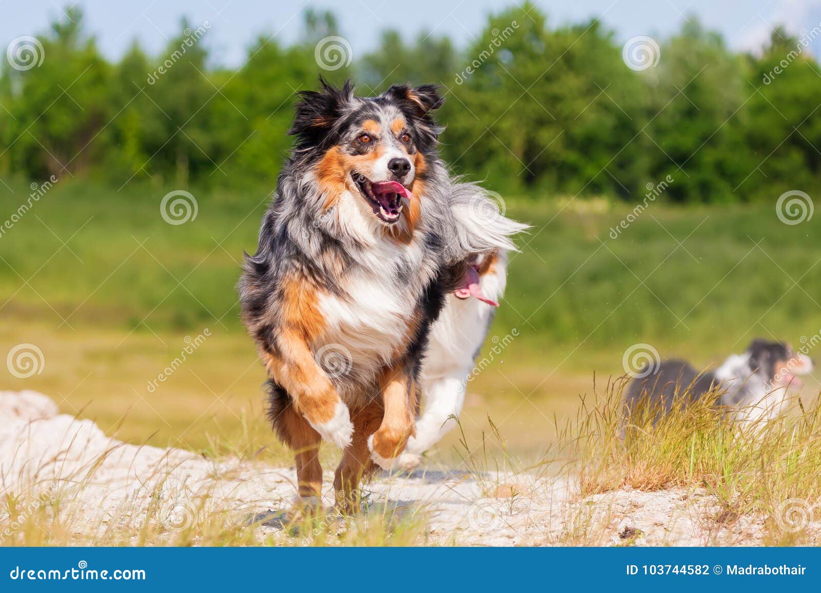 Australijski Pasterski Pies Biega Outdoors Zdjęcie Stock - Obraz ...
