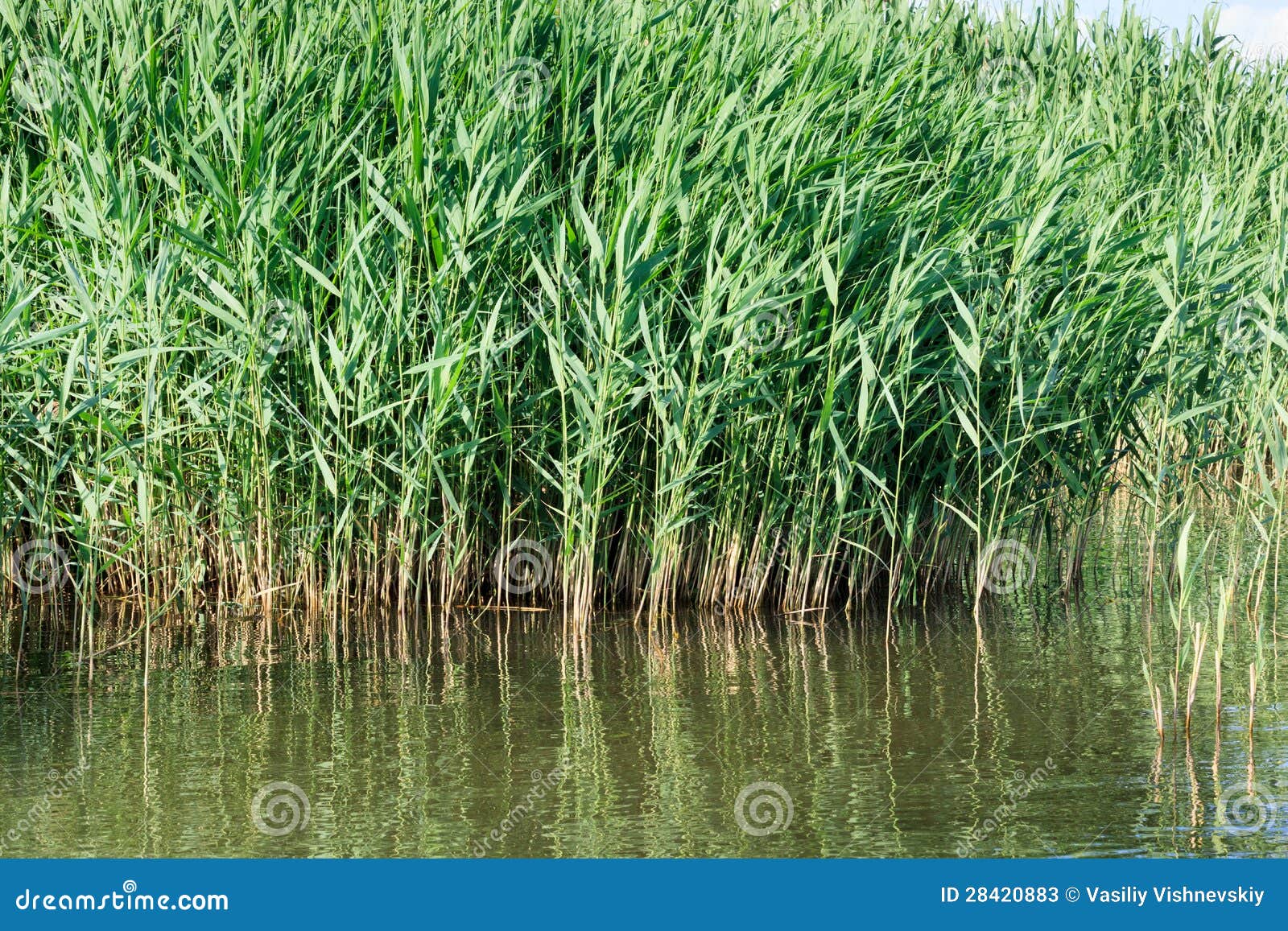 Australis Phragmites, Vanligt Vass. Fotografering för Bildbyråer - Bild ...