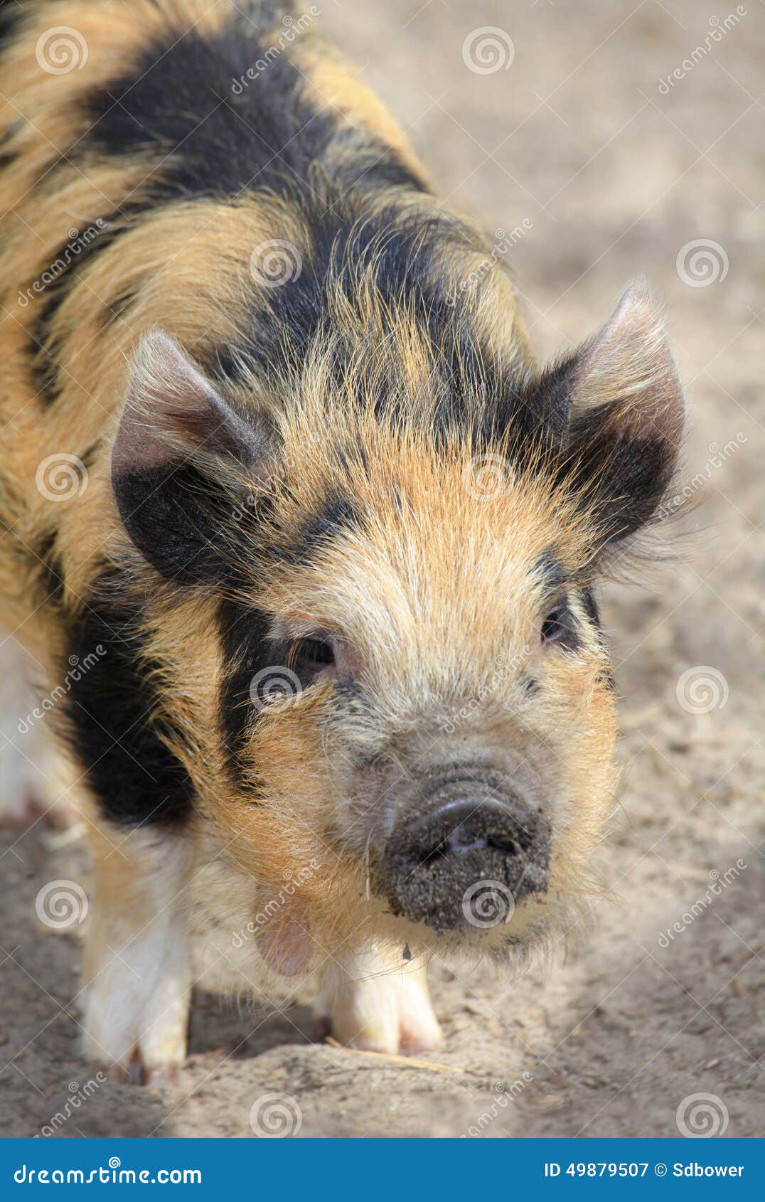 Australisch Wild Varken stock afbeelding. Image of invasief - 49879507