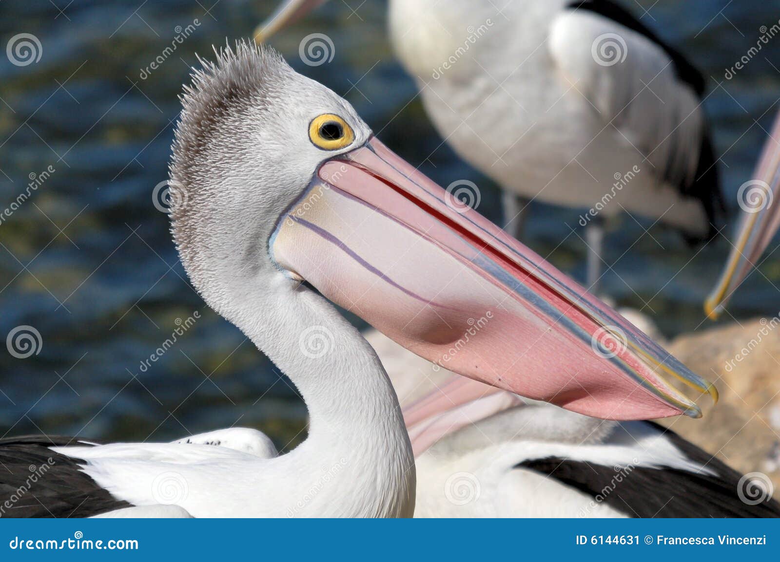 Australische Bijzondere Pelikaan Stock Afbeelding - Image of vogels ...