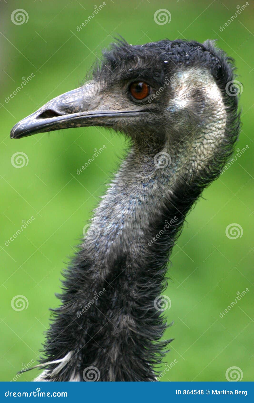 Australische Emoe stock foto. Image of groot, stijl, onbekwaam - 864548