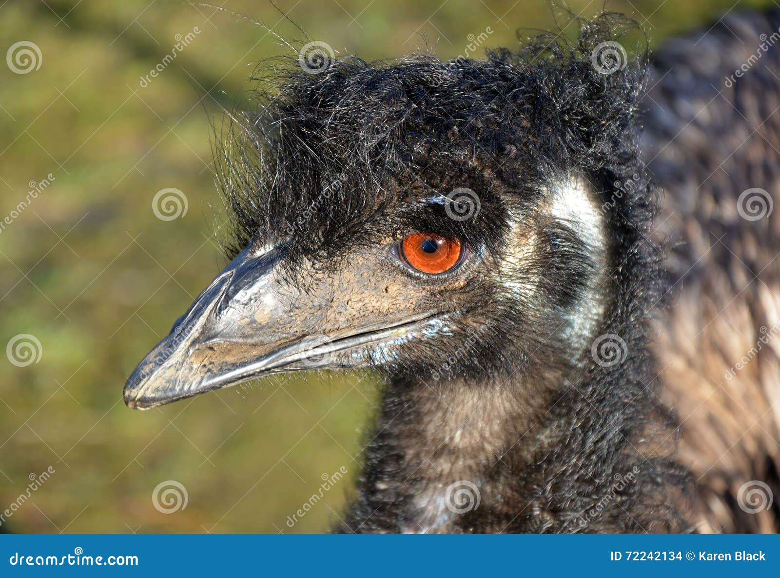 Australische Emoe in Profiel Stock Foto - Image of fauna, veren: 72242134