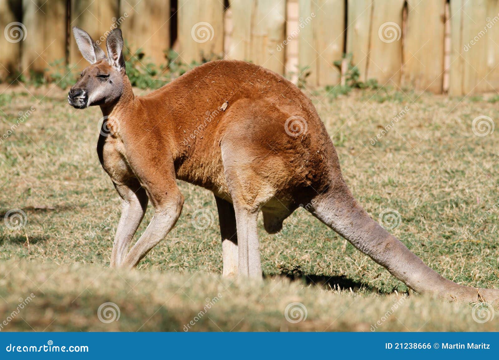 Australische kangoeroe stock foto. Image of droog, herbivoor - 21238666