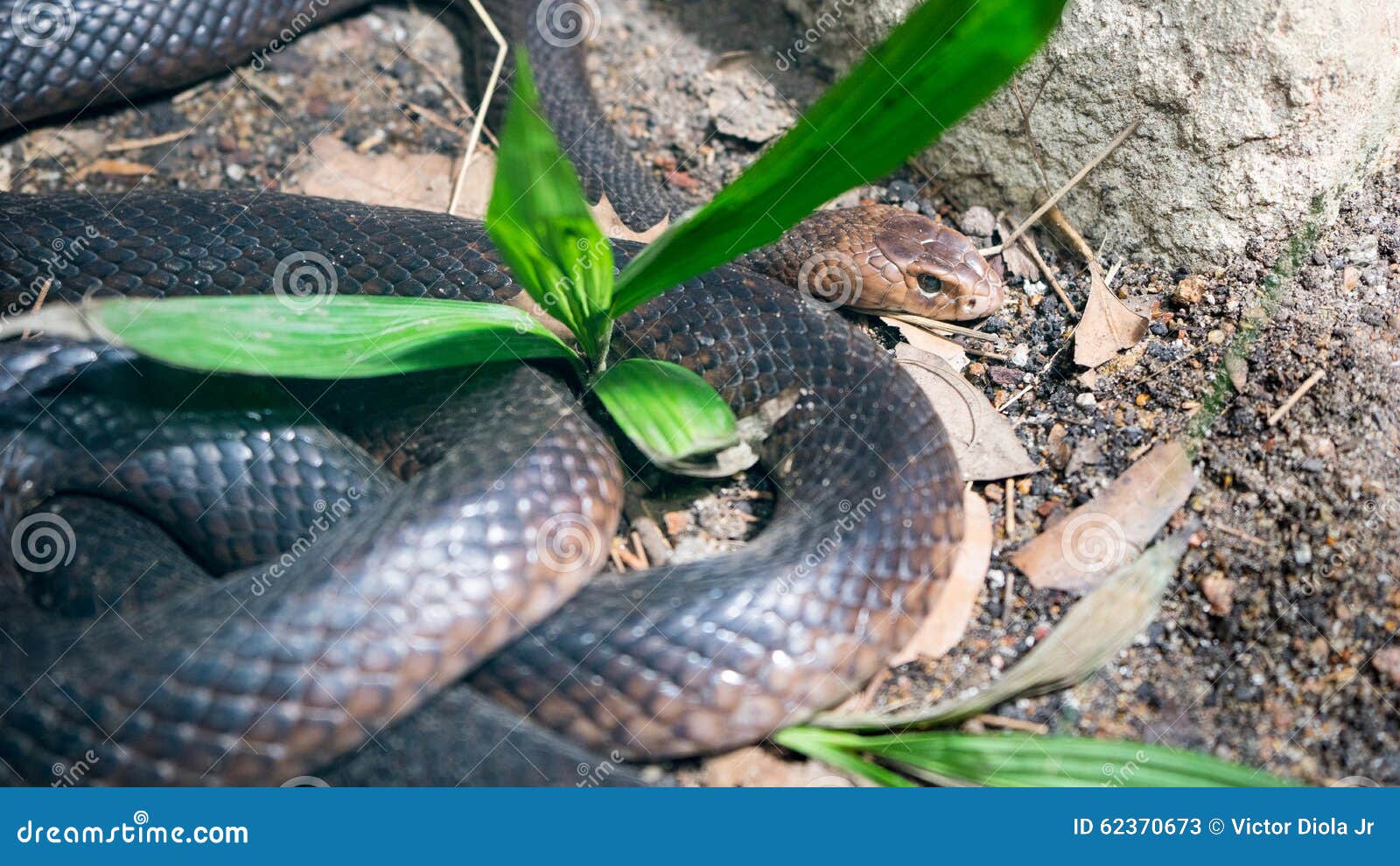Australische Oostelijke Bruine Slang Stock Afbeelding - Image of ...