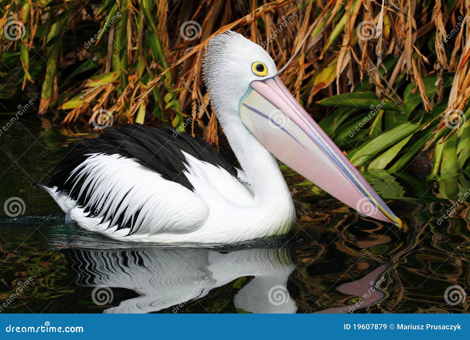Australische pelikaan stock afbeelding. Image of rekening - 19607879