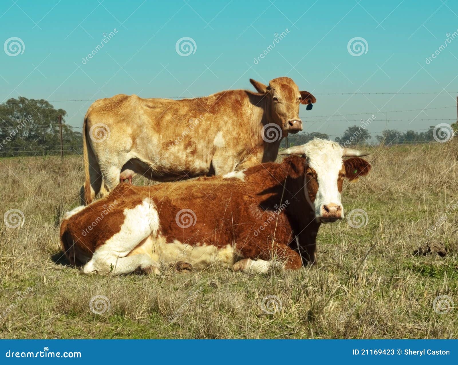 Australische Simmental Koe Typische Bruin En Wit Stock Afbeelding ...