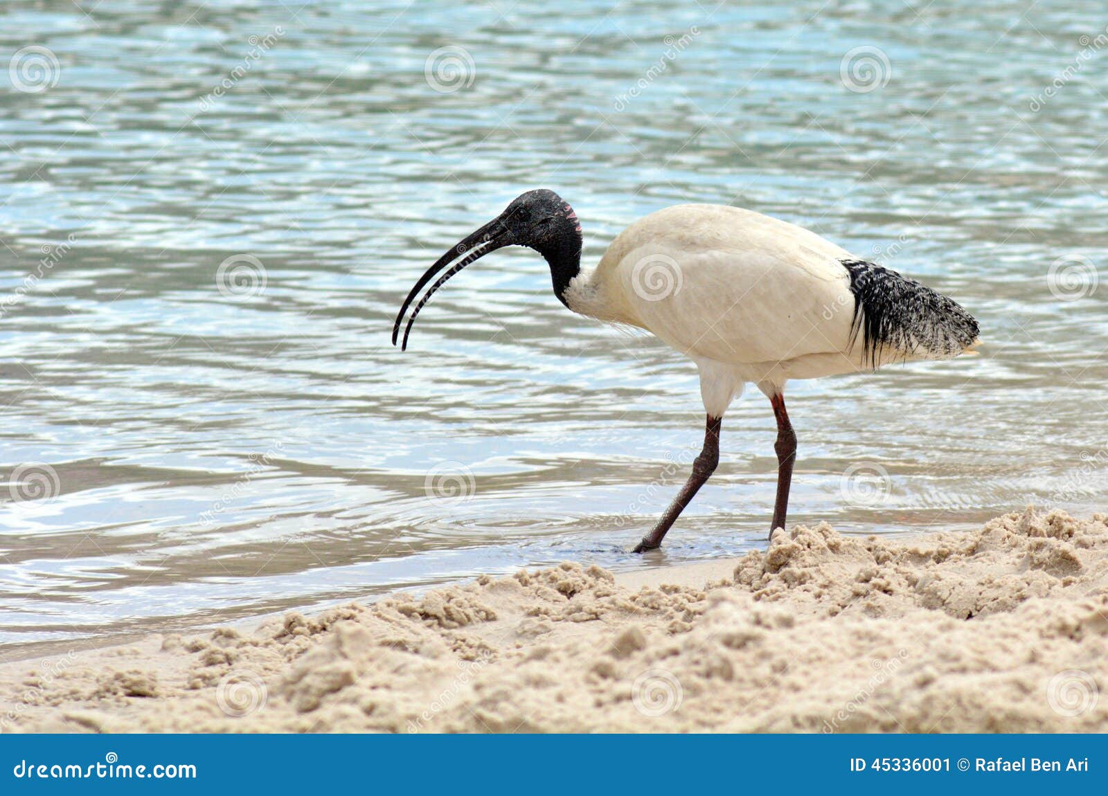 Australische Vogels - Witte Ibis Stock Afbeelding - Image of afrikaans ...
