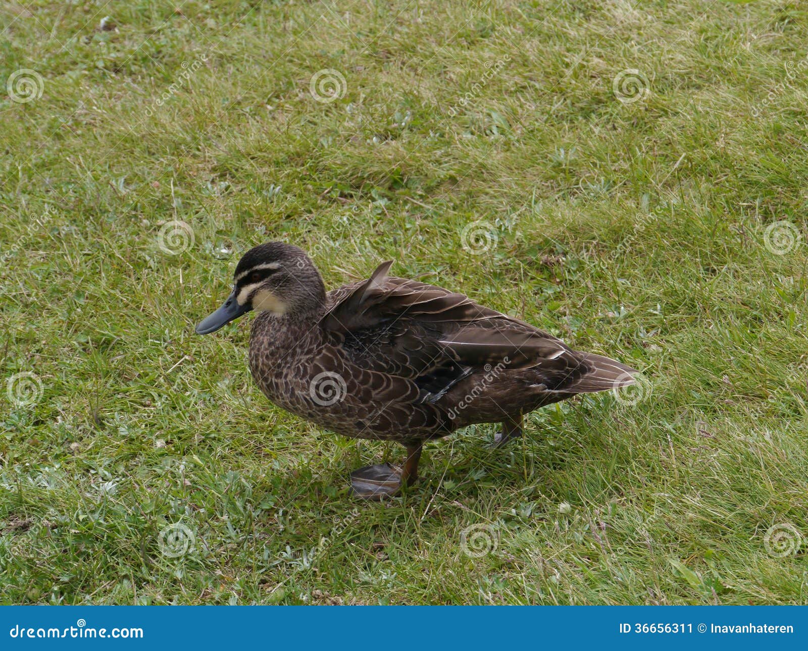 Australische Vreedzame Zwarte Eend Stock Afbeelding - Image of dieren ...