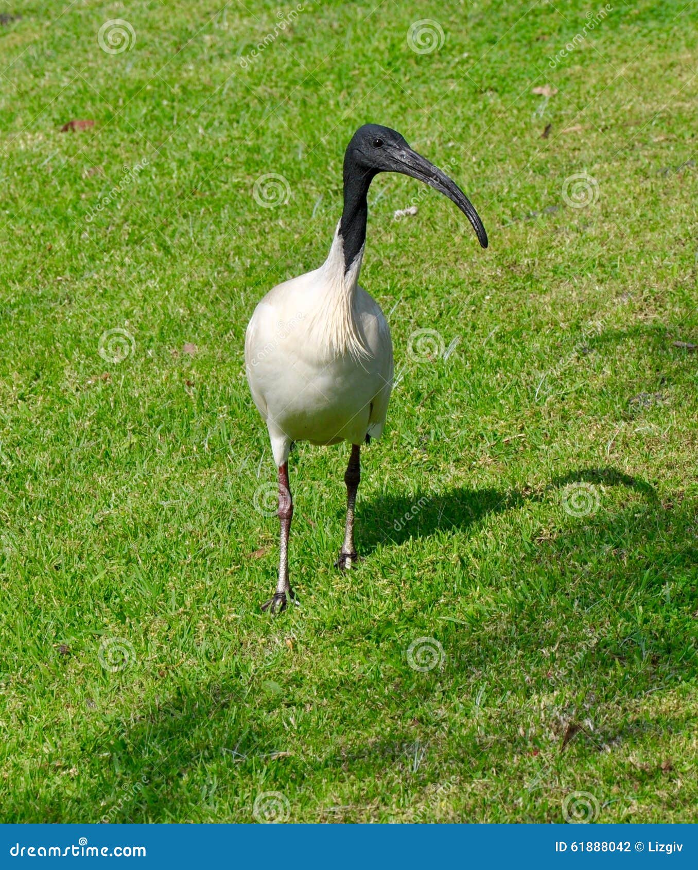 Australische Witte Ibis stock foto. Image of groen, vogel - 61888042