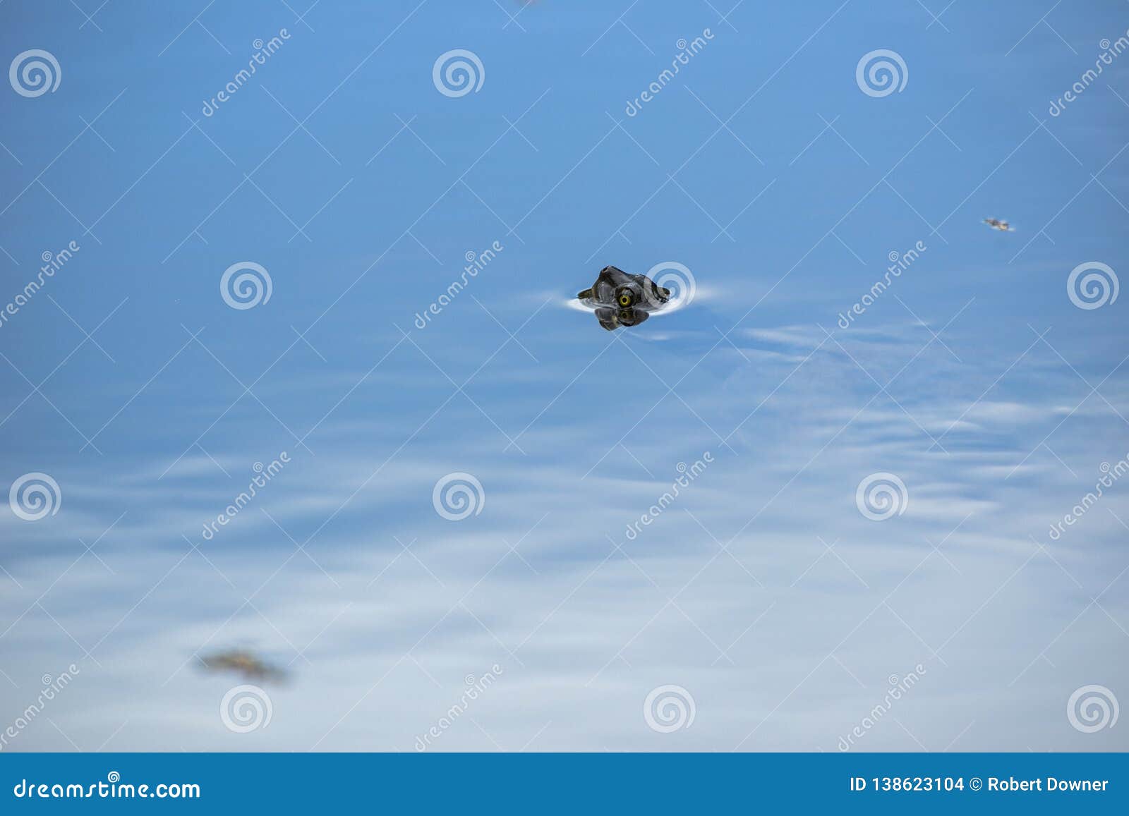 Australische Zoetwaterschildpad Stock Foto - Image of reptiel, schelp ...