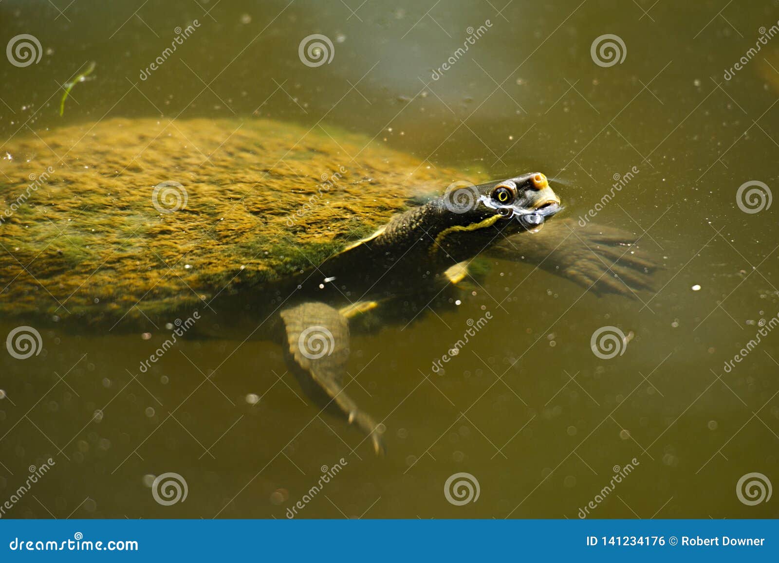 Australische Zoetwaterschildpad Stock Foto - Image of besnuffeld, zacht ...