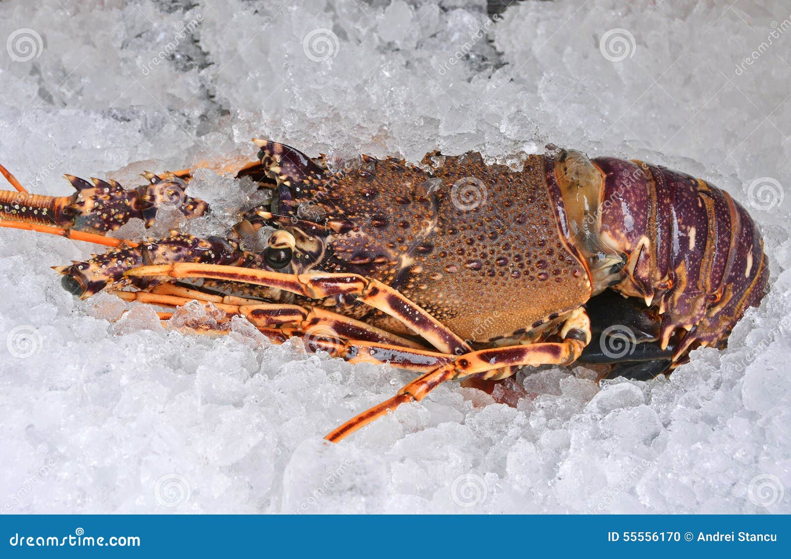 Australischer Hummer stockfoto. Bild von befestigungsklammer - 55556170