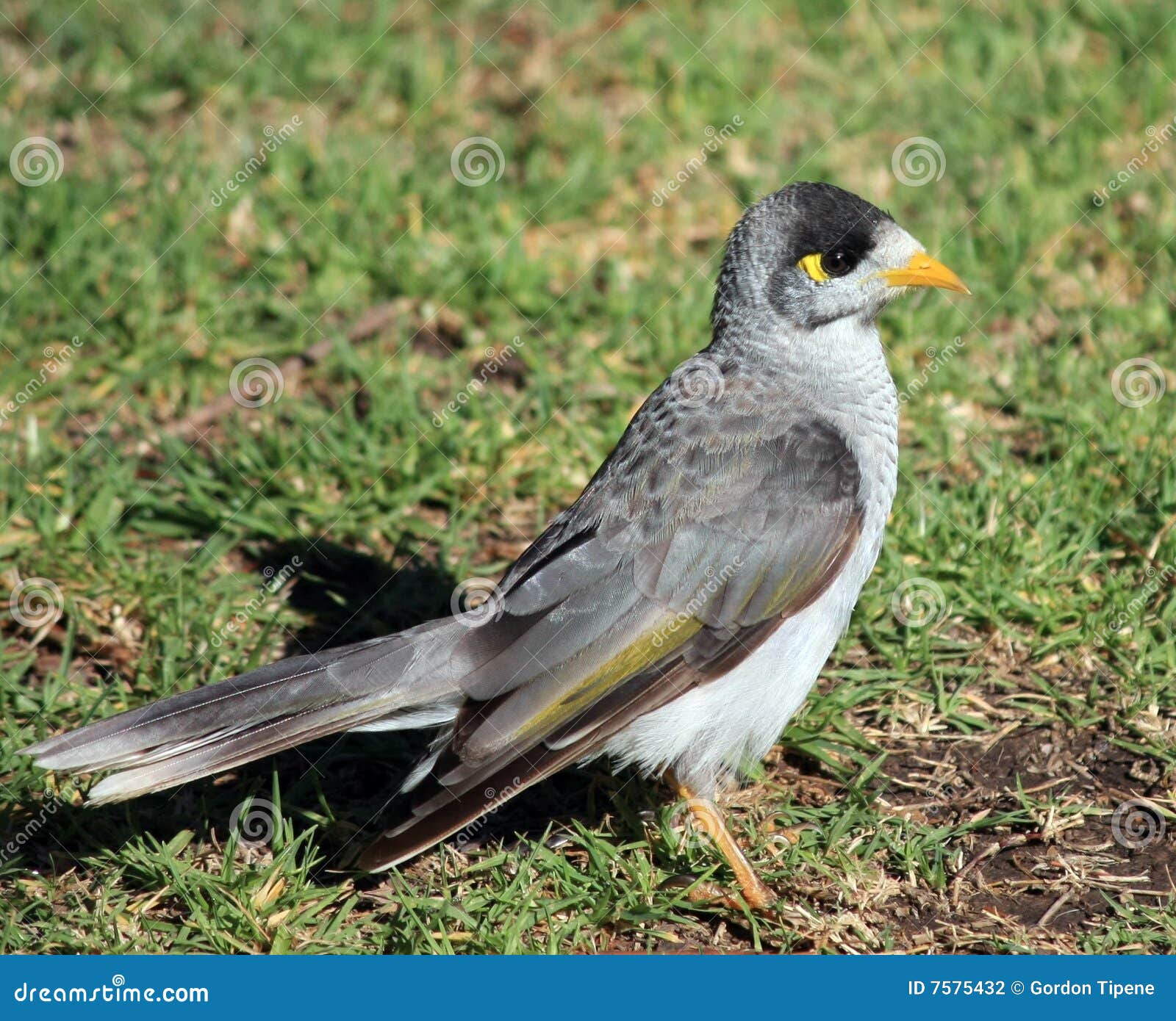 Australischer Myna Vogel stockfoto. Bild von vogel, picken - 7575432