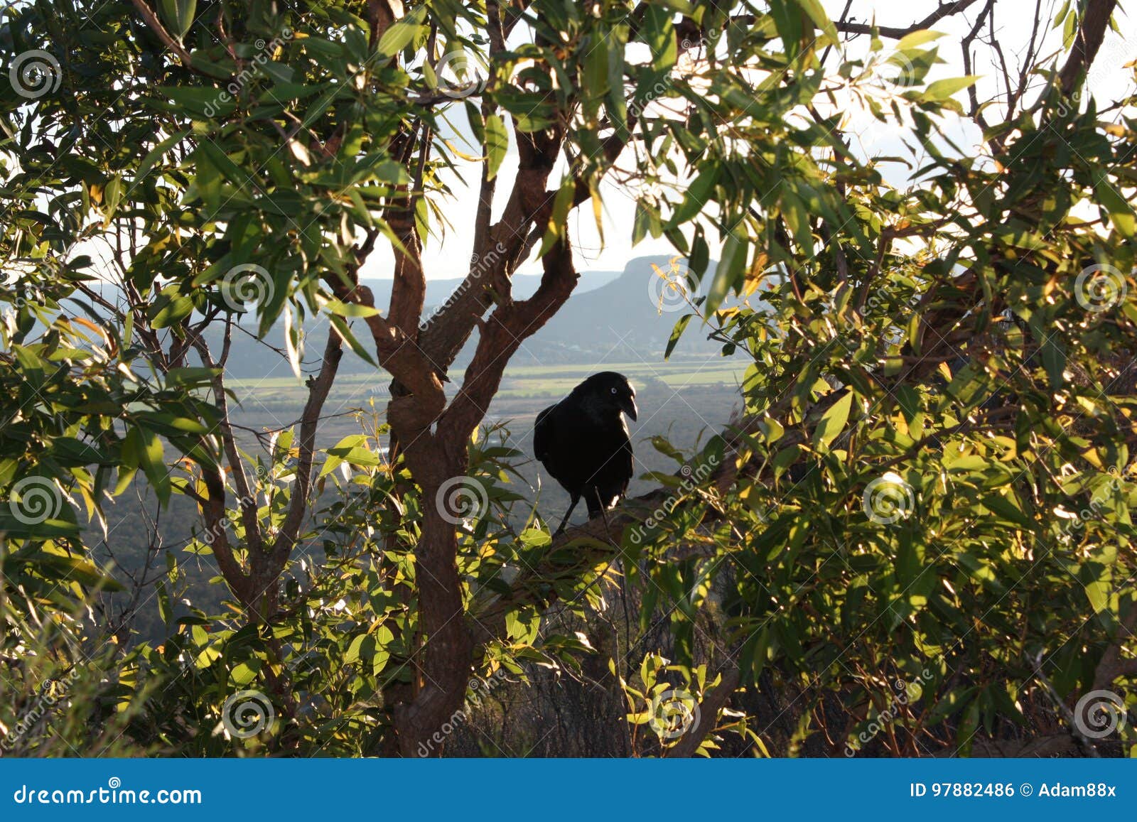 Australischer Schwarzer Rabe in Den Glashaus-Bergen Stockfoto - Bild ...