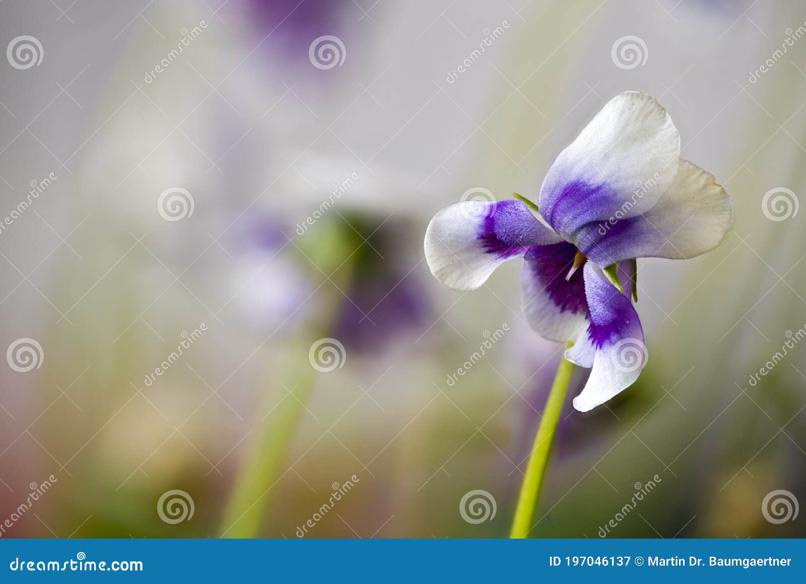 Australian Native Violet, Viola Hederacea Stock Image - Image of native ...